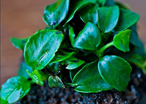 Greenpro (Anubias Nana Petite Lava Stone) Anubias, Java Fern, Moss and More! Freshwater Live Aquarium Plants on Driftwood for Aquatic Tropical Fish Tank Decorations - Easy to Drop