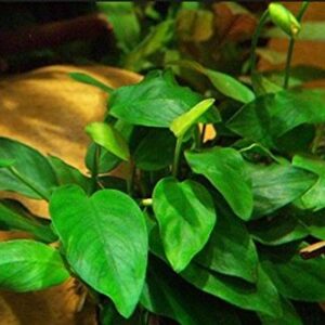 Greenpro (Anubias Nana Petite Lava Stone) Anubias, Java Fern, Moss and More! Freshwater Live Aquarium Plants on Driftwood for Aquatic Tropical Fish Tank Decorations - Easy to Drop