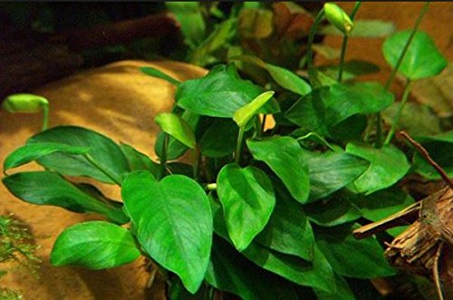 Greenpro (Anubias Nana Petite Lava Stone) Anubias, Java Fern, Moss and More! Freshwater Live Aquarium Plants on Driftwood for Aquatic Tropical Fish Tank Decorations - Easy to Drop