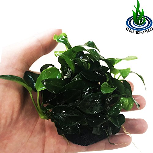 Greenpro (Anubias Nana Petite Lava Stone) Anubias, Java Fern, Moss and More! Freshwater Live Aquarium Plants on Driftwood for Aquatic Tropical Fish Tank Decorations - Easy to Drop