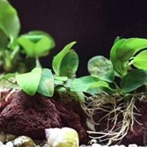 Greenpro (Anubias Nana Petite Lava Stone) Anubias, Java Fern, Moss and More! Freshwater Live Aquarium Plants on Driftwood for Aquatic Tropical Fish Tank Decorations - Easy to Drop