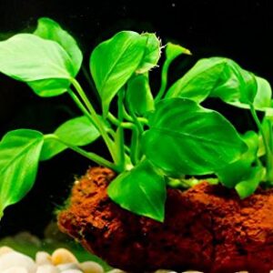 Greenpro (Anubias Nana Petite Lava Stone) Anubias, Java Fern, Moss and More! Freshwater Live Aquarium Plants on Driftwood for Aquatic Tropical Fish Tank Decorations - Easy to Drop