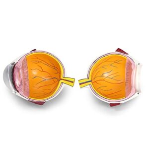 GPI Anatomicals - Full Eye Model | Human Body Anatomy Replica of Normal Eye for Doctors Office Educational Tool