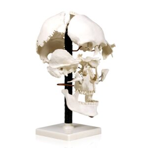 Vision Scientific VAL250 Life Size Beauchene Model | “Exploded” to Show How Bones Fit Together | Disarticulated, Mounted on Wire to Retain Spatial Relationship | Med. Studies | W Identification Key