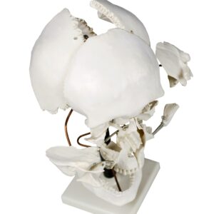 Vision Scientific VAL250 Life Size Beauchene Model | “Exploded” to Show How Bones Fit Together | Disarticulated, Mounted on Wire to Retain Spatial Relationship | Med. Studies | W Identification Key