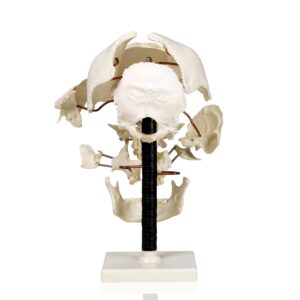 Vision Scientific VAL250 Life Size Beauchene Model | “Exploded” to Show How Bones Fit Together | Disarticulated, Mounted on Wire to Retain Spatial Relationship | Med. Studies | W Identification Key