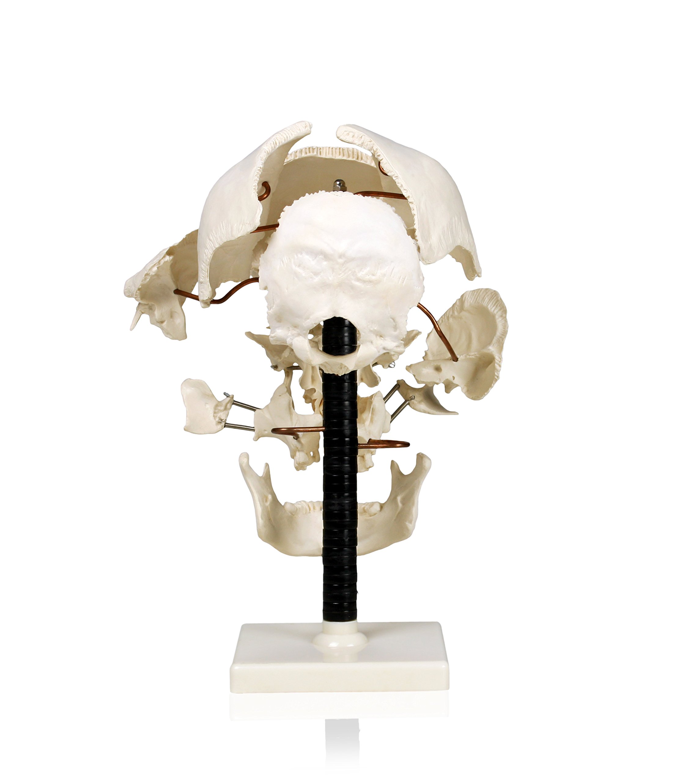 Vision Scientific VAL250 Life Size Beauchene Model | “Exploded” to Show How Bones Fit Together | Disarticulated, Mounted on Wire to Retain Spatial Relationship | Med. Studies | W Identification Key