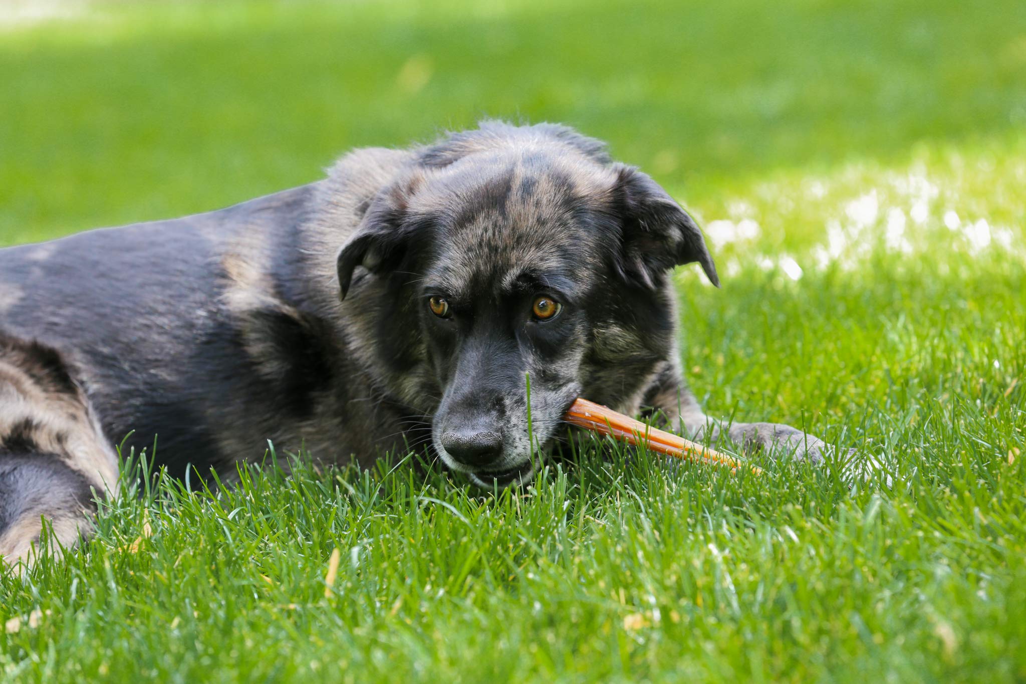 Top Dog Chews - 6" Bully Sticks - All Natural from Free Ranging Beef - 25 Pack