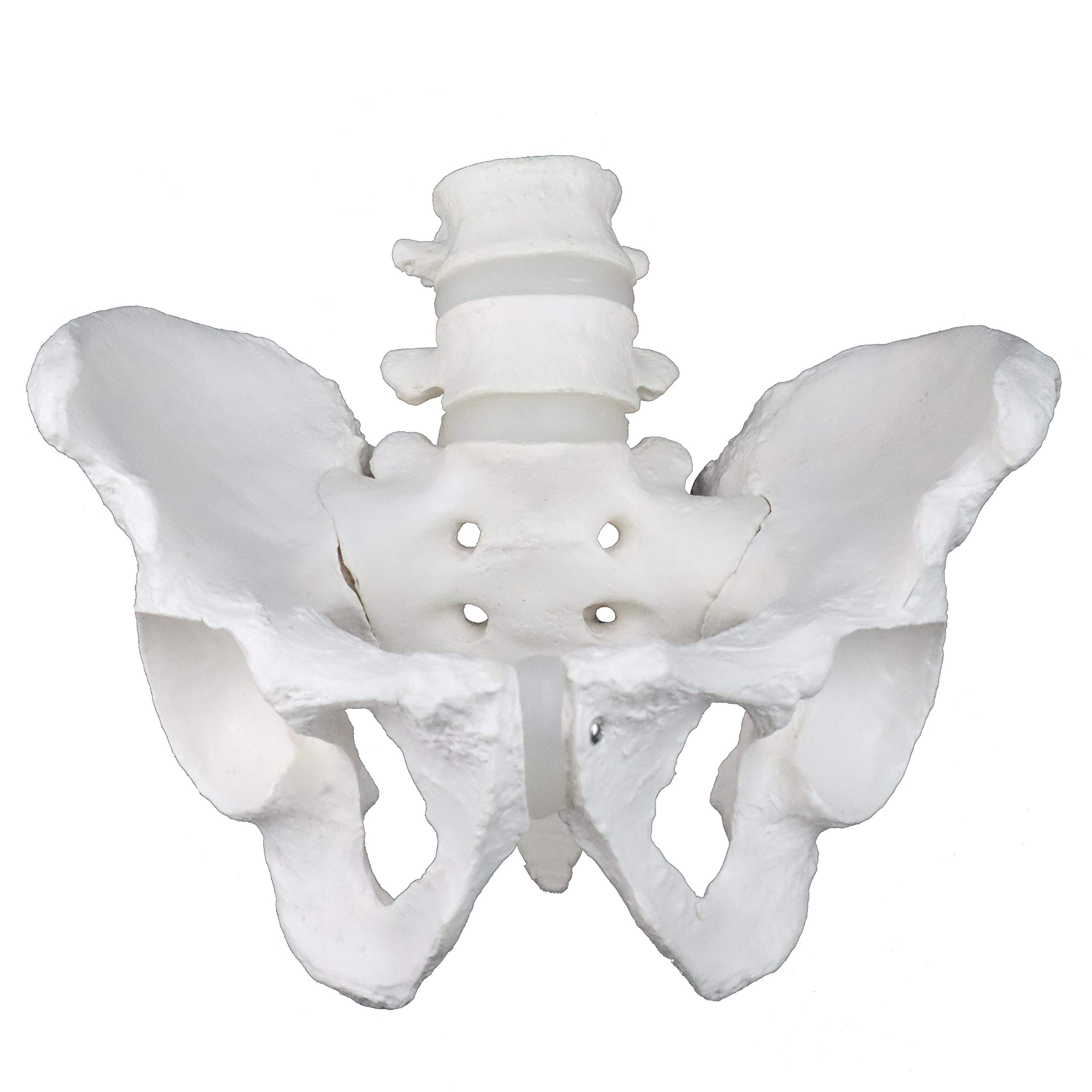 Vision Scientific VAP270 Life-Size Male Pelvic with 4th & 5th Lumbar Vertebrae | Intervertebral Discs, Sacrum and Coccyx