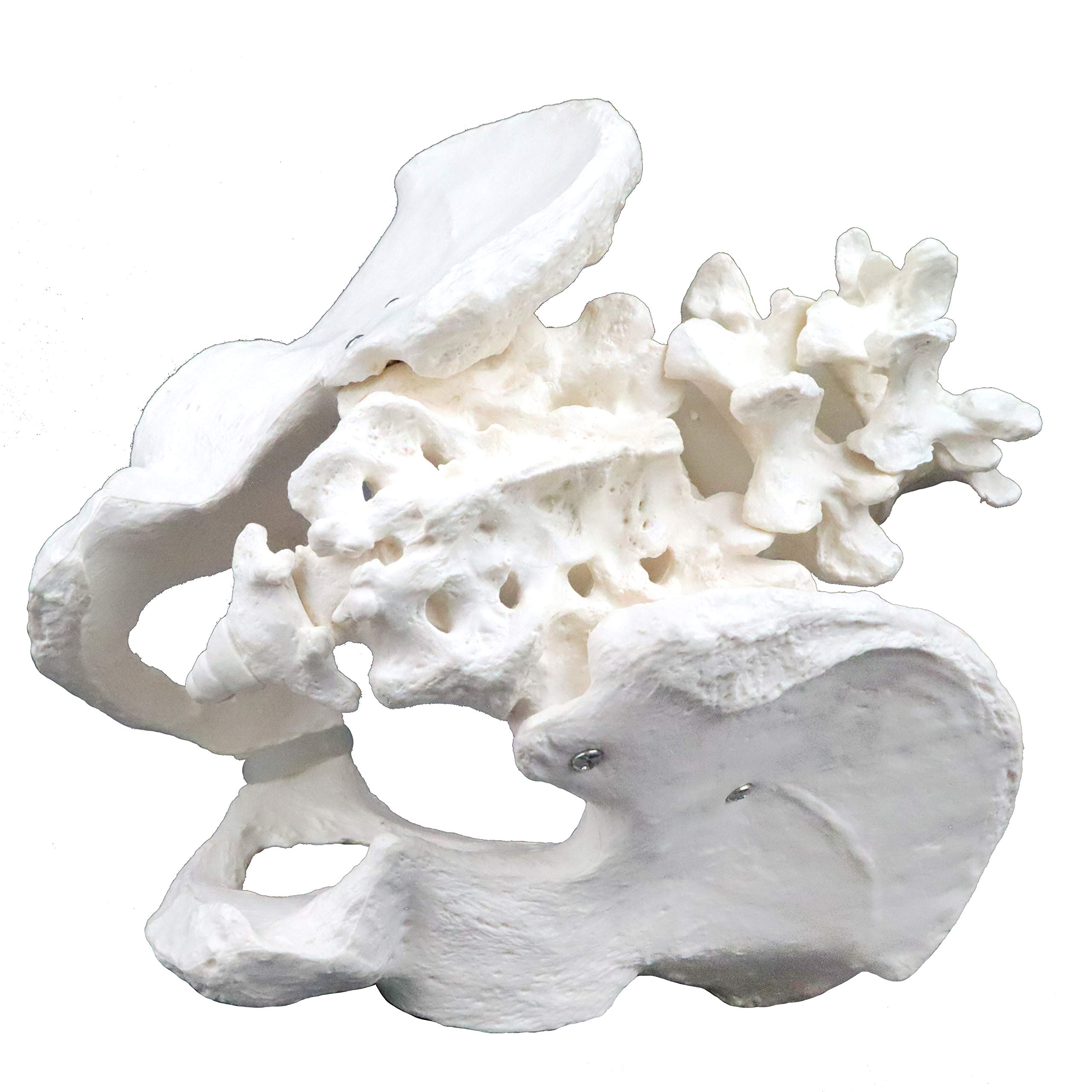 Vision Scientific VAP270 Life-Size Male Pelvic with 4th & 5th Lumbar Vertebrae | Intervertebral Discs, Sacrum and Coccyx