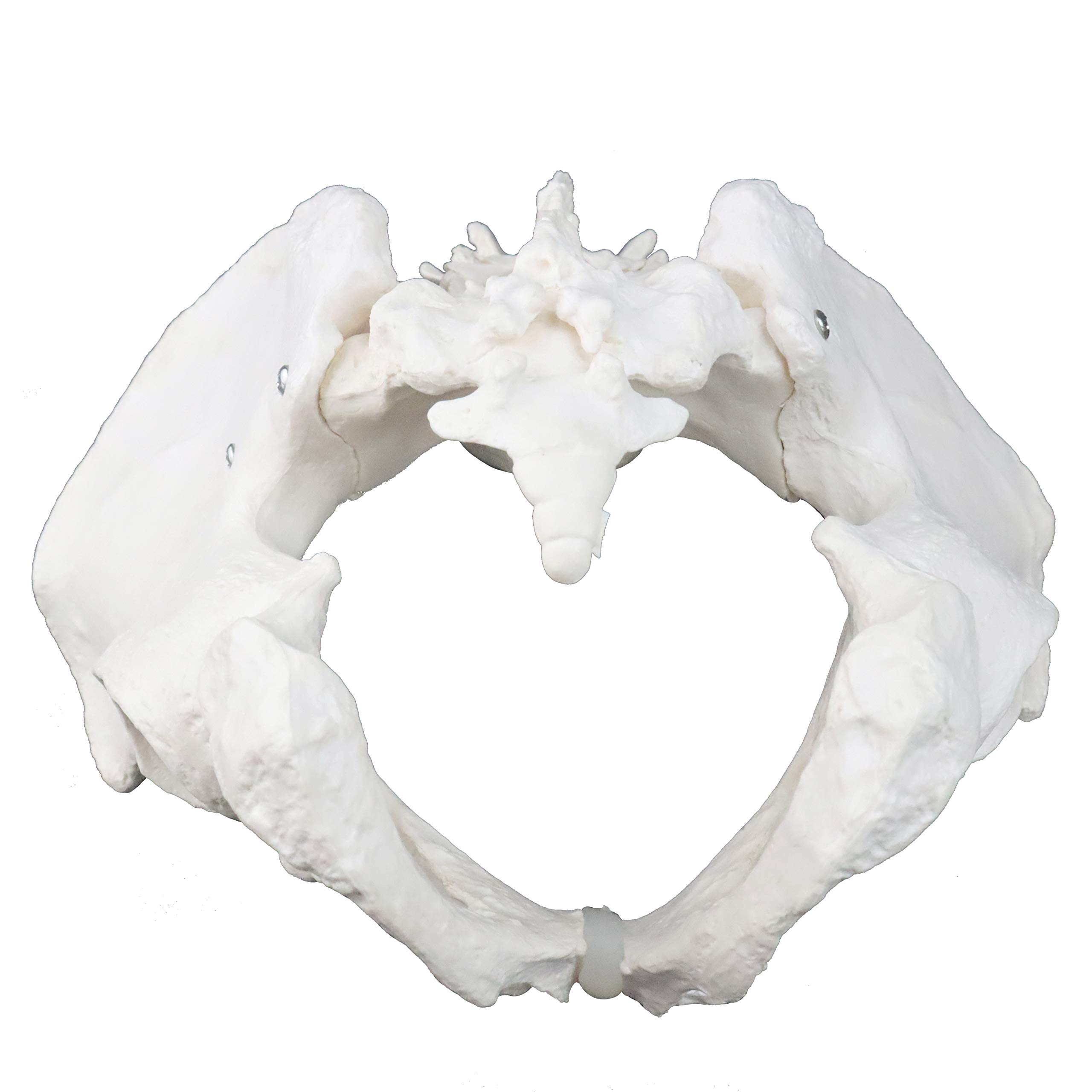 Vision Scientific VAP270 Life-Size Male Pelvic with 4th & 5th Lumbar Vertebrae | Intervertebral Discs, Sacrum and Coccyx