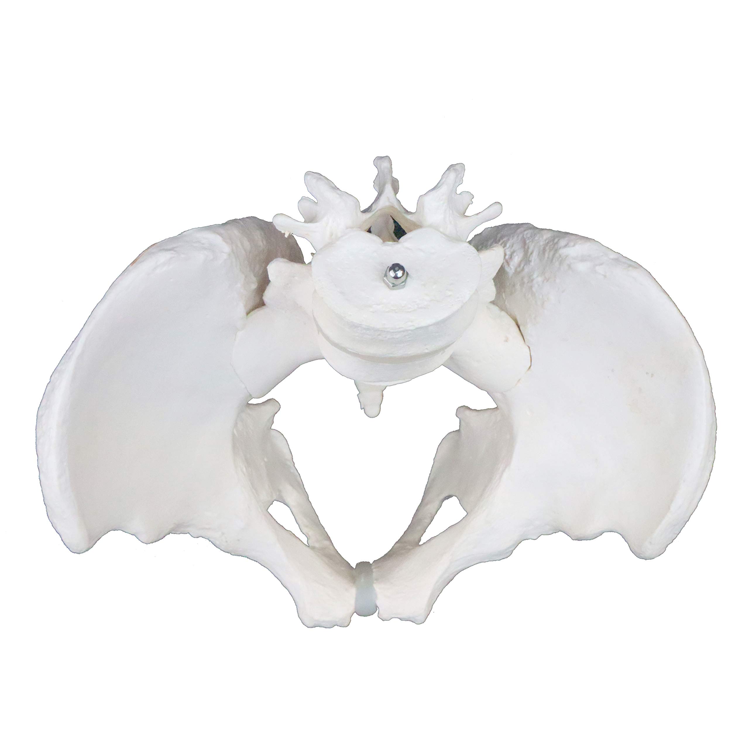 Vision Scientific VAP270 Life-Size Male Pelvic with 4th & 5th Lumbar Vertebrae | Intervertebral Discs, Sacrum and Coccyx