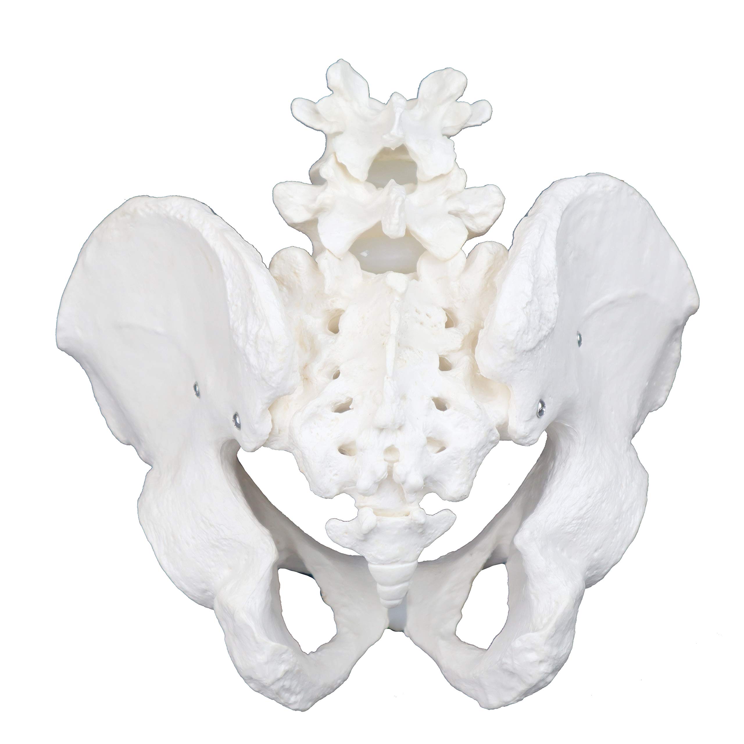 Vision Scientific VAP270 Life-Size Male Pelvic with 4th & 5th Lumbar Vertebrae | Intervertebral Discs, Sacrum and Coccyx