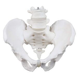 Vision Scientific VAP270 Life-Size Male Pelvic with 4th & 5th Lumbar Vertebrae | Intervertebral Discs, Sacrum and Coccyx