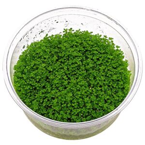 aquarium plants factory dwarf baby tears tissue culture live aquarium plants