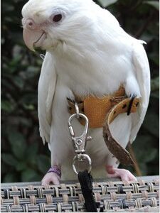 Avianweb EZ Bird Harness with 6 Ft Leash (Cockatiels)