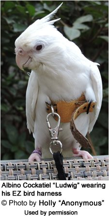 Avianweb EZ Bird Harness with 6 Ft Leash (Cockatiels)