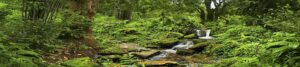 reptile habitat background; rain forest with stream, for 36lx18wx18h terrarium, 3-sided wraparound