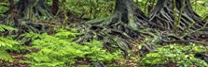 Reptile Habitat Background; Rain Forest Ferns & Roots, for 48Lx18Wx18H Terrarium, 3-Sided Wraparound