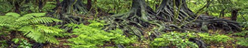 Reptile Habitat Background; Rain Forest Ferns & Roots, for 48Lx18Wx18H Terrarium, 3-Sided Wraparound