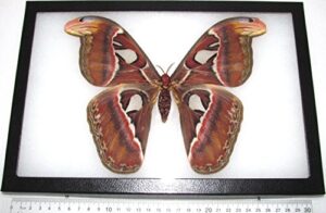 bicbugs attacus atlas moth female real framed indonesia 12in x 8in frame!