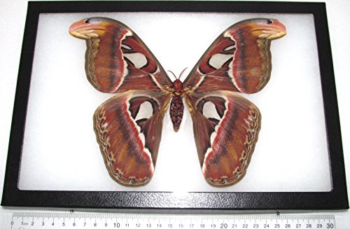 BicBugs Attacus Atlas Moth Female Real Framed Indonesia 12IN X 8IN Frame!