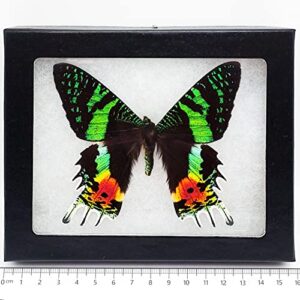 bicbugs urania ripheus recto real framed butterfly pink orange green sunset moth madagascar