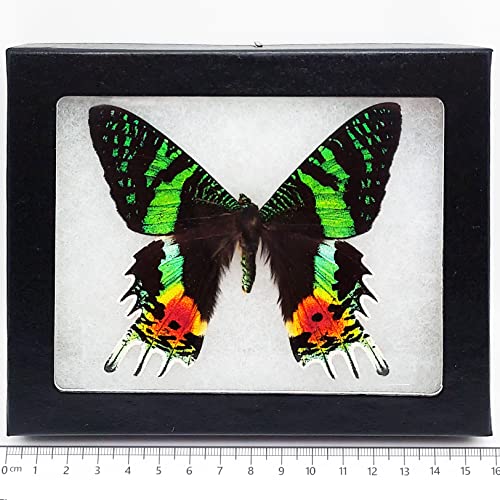 BicBugs Urania ripheus Recto Real Framed Butterfly Pink Orange Green Sunset Moth Madagascar