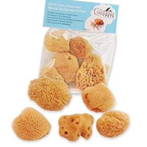 Constantia Pets Hermit Crab Real Sea Sponges - 5 Pack Unbleached, Provides Nutrients, Safer Drinking and Helps Maintain Habitat Tank Humidity