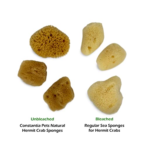 Constantia Pets Hermit Crab Real Sea Sponges - 5 Pack Unbleached, Provides Nutrients, Safer Drinking and Helps Maintain Habitat Tank Humidity