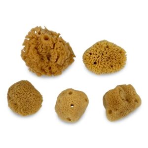 Constantia Pets Hermit Crab Real Sea Sponges - 5 Pack Unbleached, Provides Nutrients, Safer Drinking and Helps Maintain Habitat Tank Humidity