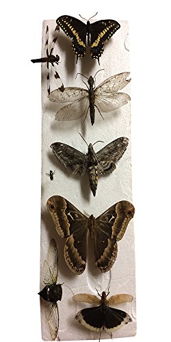 Phusis Stainless Steel Insect Pins - Size #5 - Set of 100 - for Entomology, Dissection and Butterfly Collections (#5)…