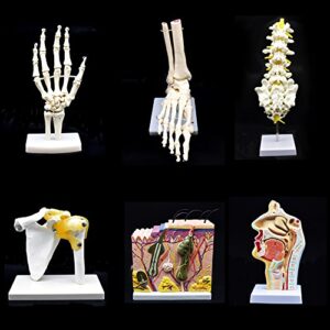 Human Hand Skeleton Model on Base, Hand Bone,Life Size, Articulated