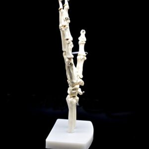 Human Hand Skeleton Model on Base, Hand Bone,Life Size, Articulated