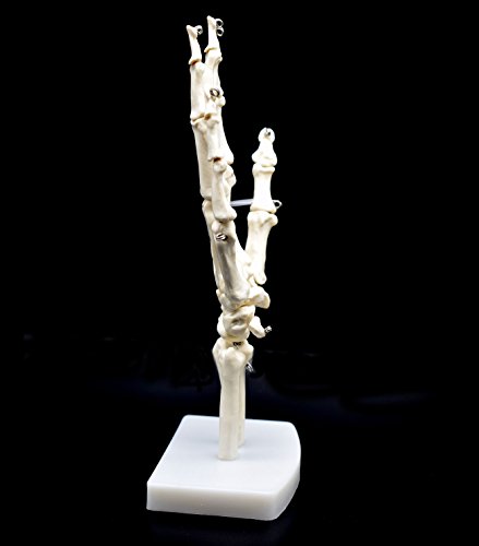 Human Hand Skeleton Model on Base, Hand Bone,Life Size, Articulated