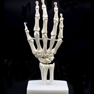 Human Hand Skeleton Model on Base, Hand Bone,Life Size, Articulated