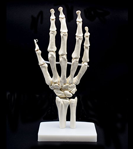 Human Hand Skeleton Model on Base, Hand Bone,Life Size, Articulated