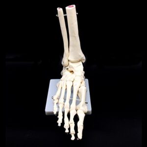 Human Foot Skeleton Model on Base, Foot Bone,Life Size, for Science Classroom Study Display Teaching Medical