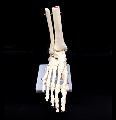 Human Foot Skeleton Model on Base, Foot Bone,Life Size, for Science Classroom Study Display Teaching Medical