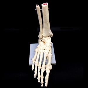 Human Foot Skeleton Model on Base, Foot Bone,Life Size, for Science Classroom Study Display Teaching Medical