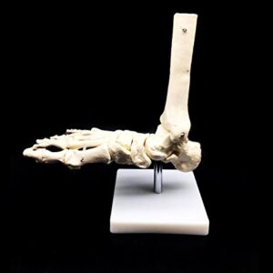 Human Foot Skeleton Model on Base, Foot Bone,Life Size, for Science Classroom Study Display Teaching Medical