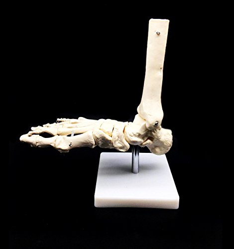 Human Foot Skeleton Model on Base, Foot Bone,Life Size, for Science Classroom Study Display Teaching Medical