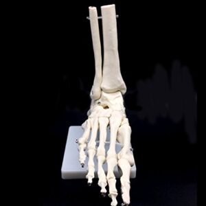 Human Foot Skeleton Model on Base, Foot Bone,Life Size, for Science Classroom Study Display Teaching Medical