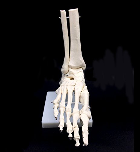 Human Foot Skeleton Model on Base, Foot Bone,Life Size, for Science Classroom Study Display Teaching Medical