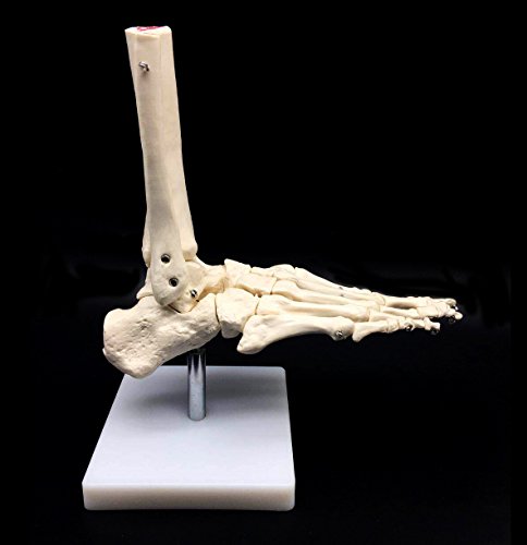 Human Foot Skeleton Model on Base, Foot Bone,Life Size, for Science Classroom Study Display Teaching Medical