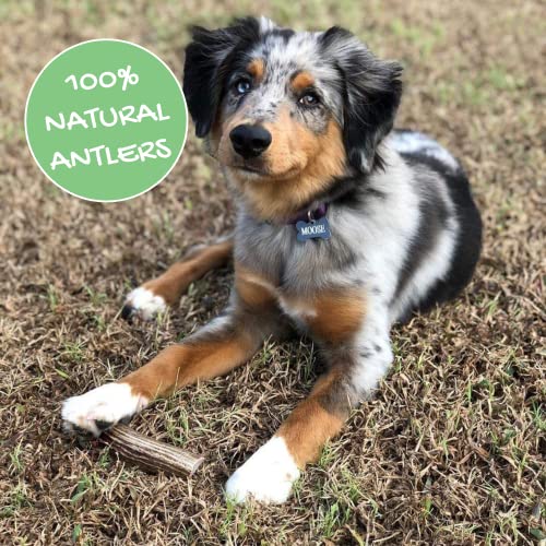 Nature Gnaws Deer Antlers for Small Dogs - Premium Natural USA Antler - Long Lasting Dog Chews for Aggressive Chewers - Mix of Split and Whole - 4-7 Inch