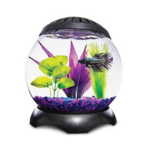 imagitarium 1.3 gallon lotus tank