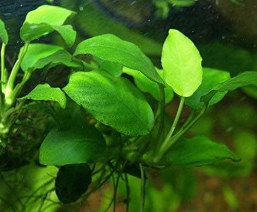 Anubias Barteri Coin Leaves Live Aquarium Plants Freshwater Rhizome 3 Days Live Guaranteed by Mainam