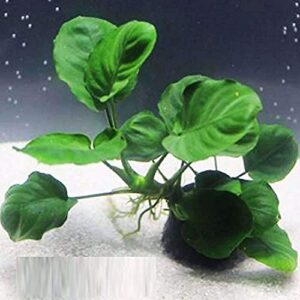 anubias barteri coin leaves live aquarium plants freshwater rhizome 3 days live guaranteed by mainam