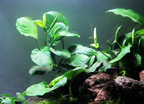 Anubias Barteri Coin Leaves Live Aquarium Plants Freshwater Rhizome 3 Days Live Guaranteed by Mainam